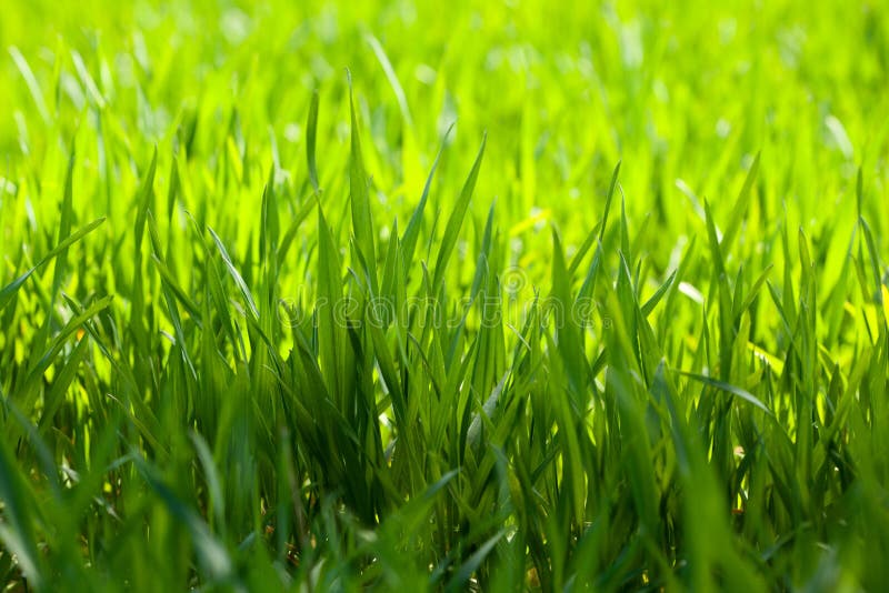 Macro of green grass stock image. Image of herbage, cultivated - 25399695