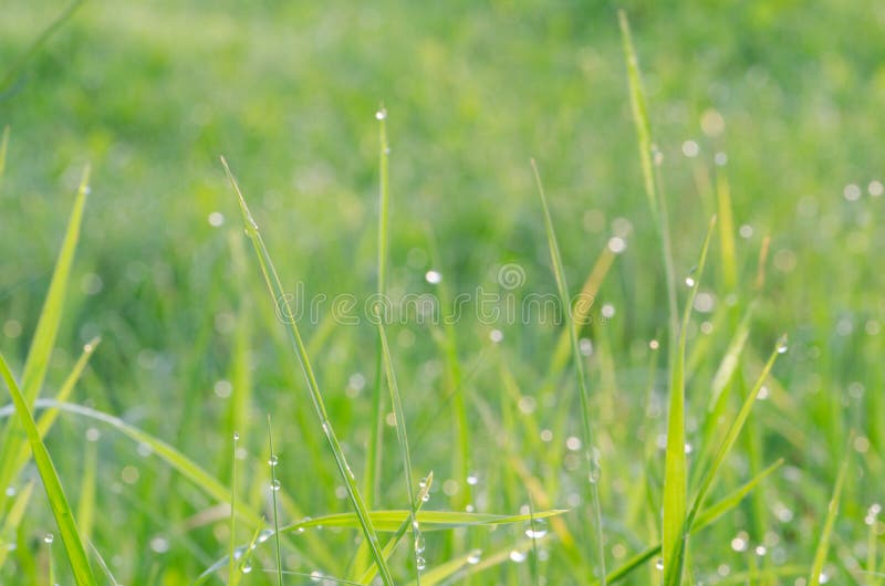 Macro of green grass stock photo. Image of leaf, nature - 42628708