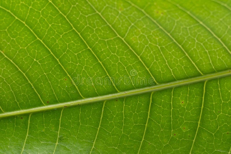 Macro of a Green Healthy Leaf Stock Image - Image of ecology, backdrop ...