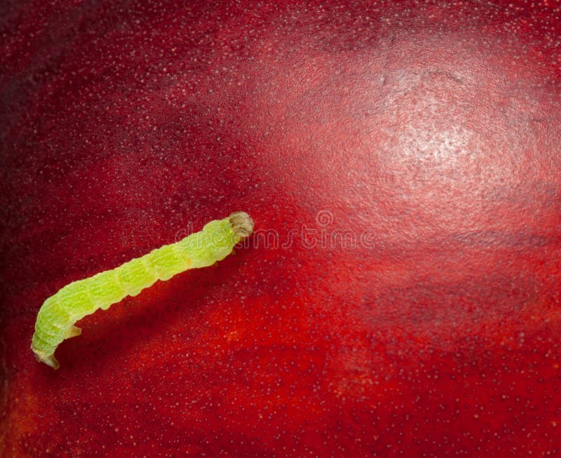 Macro of Inchworm Isolated on White Stock Photo - Image of green, twig ...