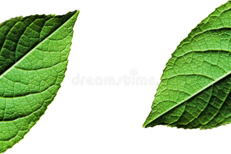 Front and Back of a Hydrangea Leaf Stock Photo - Image of colorful ...