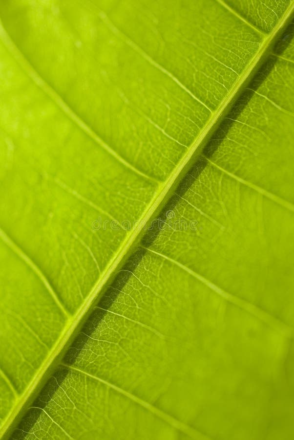 Macro green leaf stock photo. Image of waterdrops, spring - 4842218