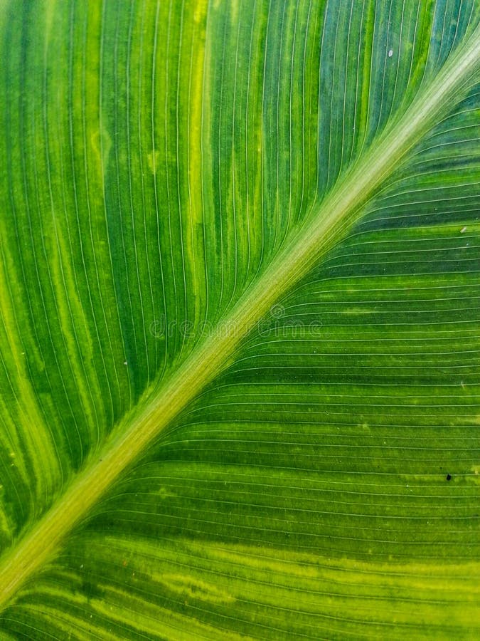 Leaf upclose stock image. Image of bacground, greenbackground - 228945791