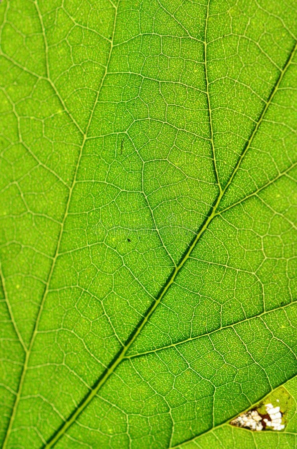 Macro Green Leaf - Life Flow Stock Image - Image of botanics, diagonal ...