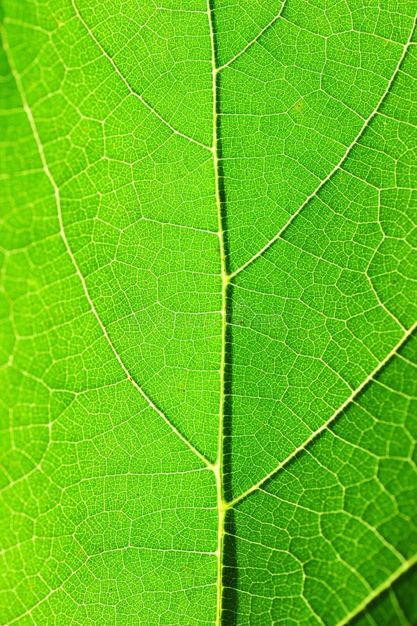 Macro Green Leaf - Life Flow Stock Image - Image of botanics, imaengine ...