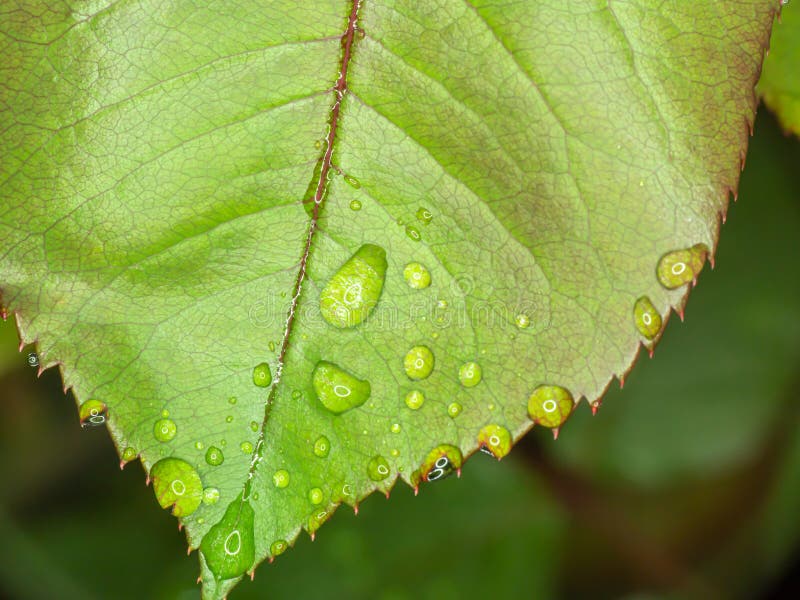 Macro green leaf rain drop stock photo. Image of drops - 267213990