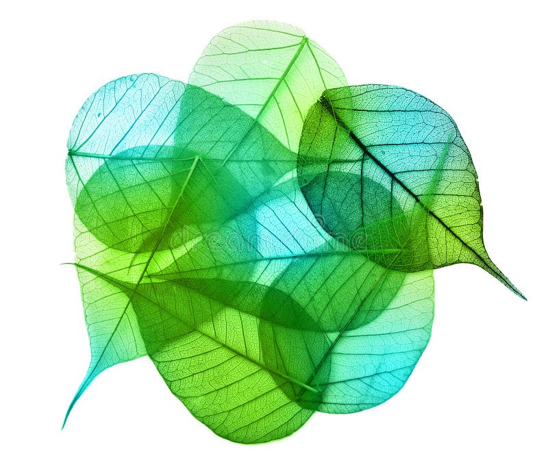 Translucent leaves stock image. Image of white, vein, overlap - 3133139