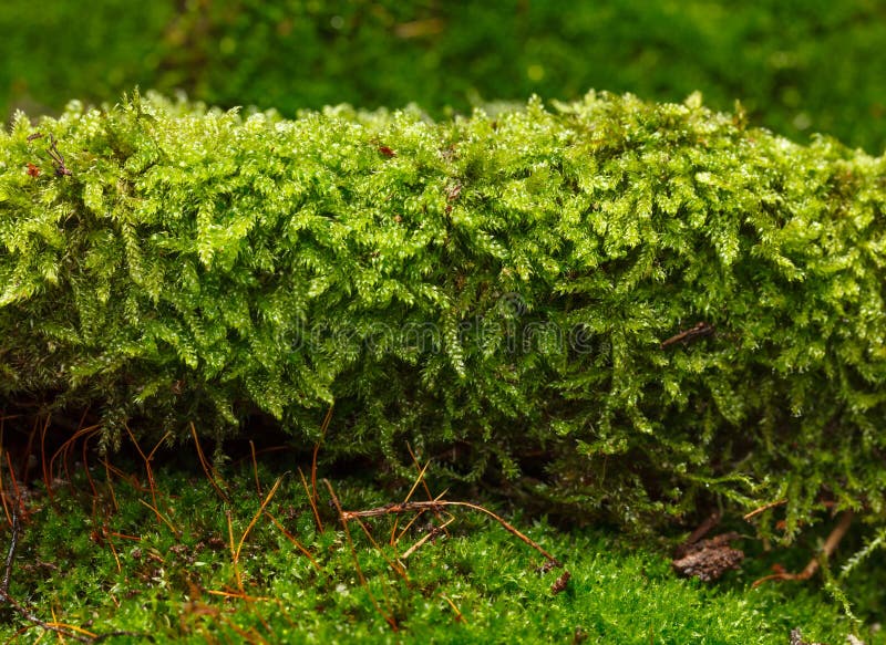 Moss on forest floor stock image. Image of tussock, small - 121502621