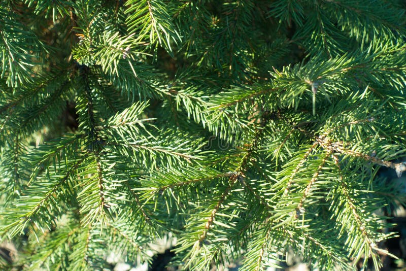 Needle-like Leaves stock photo. Image of foliage, ornamental - 22938292