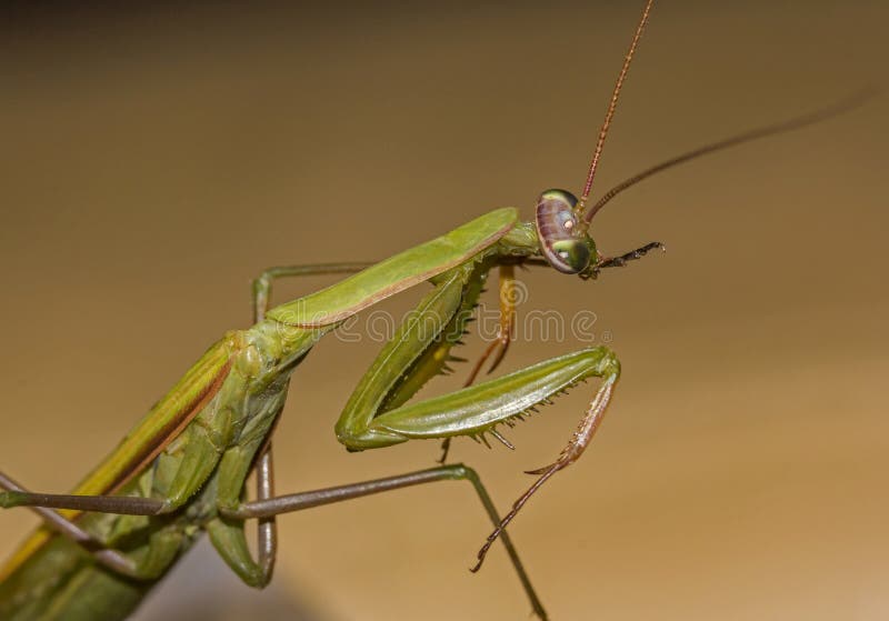 Macro Green Praying Mantis Seen from Side Stock Photo - Image of built ...