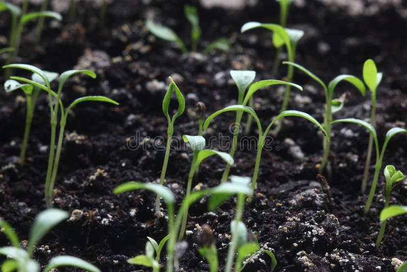 Macro Green Shoots Young Grass Stock Photo - Image of sprouts, young ...