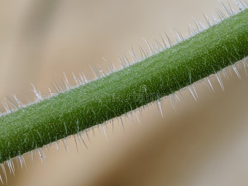 Macro of Green Stem Plant Texture Stock Image - Image of invertebrate ...