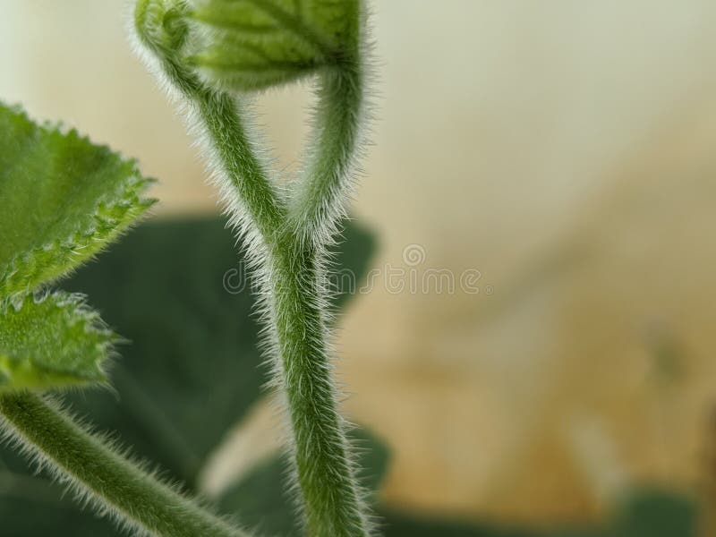 Macro of Green Stem Plant Texture Stock Image - Image of wildflower ...
