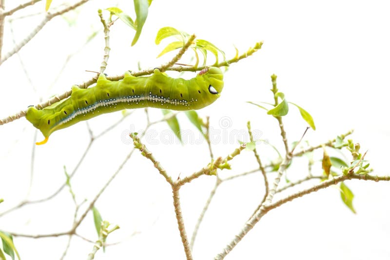 Macro Green Worm on the Tree Branch Isolated on White Stock Image ...