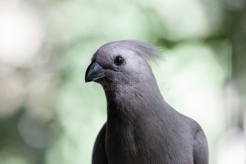Macro of a Grey Go-away Bird Stock Photo - Image of perched, wings ...