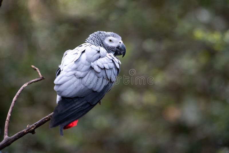 Macro of a Grey Parrot on a Tree Branch Stock Image - Image of tree ...