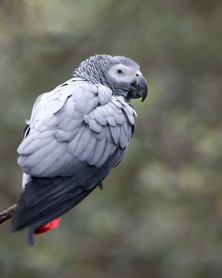 Macro of a Grey Parrot on a Tree Branch Stock Photo - Image of forest ...
