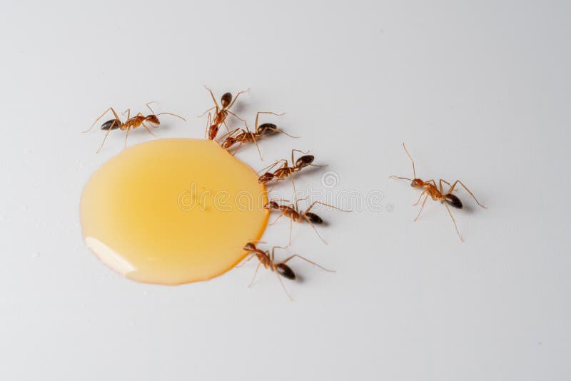 Ants Eating Honey Drop on a White Background Stock Image - Image of ...