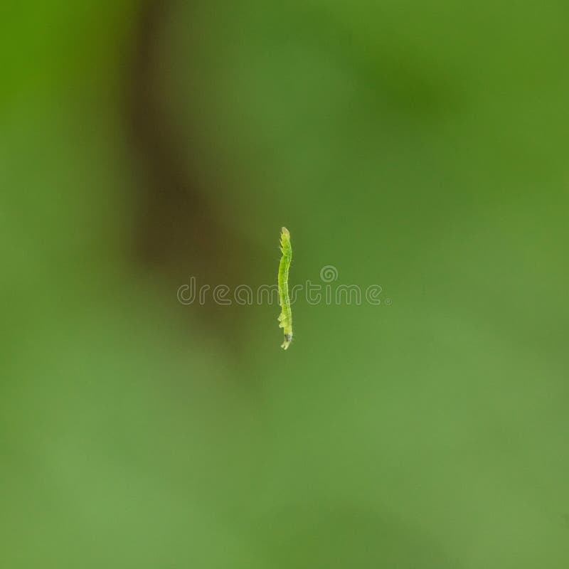 Macro of a Hanging Inch Worm Stock Image - Image of caterpillar, tiny ...