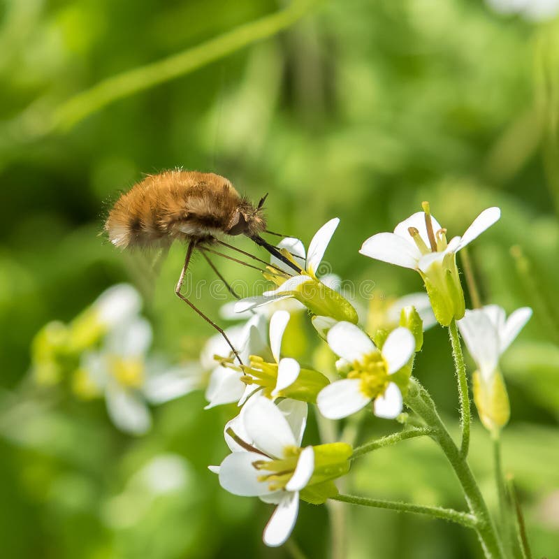 Macro of a Hawk Moth Eating Nectar of a Flower in Spring Stock Photo ...