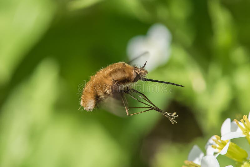 Macro of a Hawk Moth Eating Nectar of a Flower in Spring Stock Photo ...