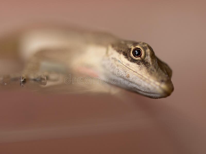 Macro of the Head of a Lizard Stock Photo - Image of natural, ghosts ...