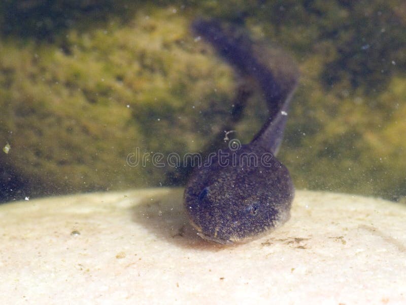 Macro of the Head of a Tadpole Eyes Wide Open Stock Image - Image of ...
