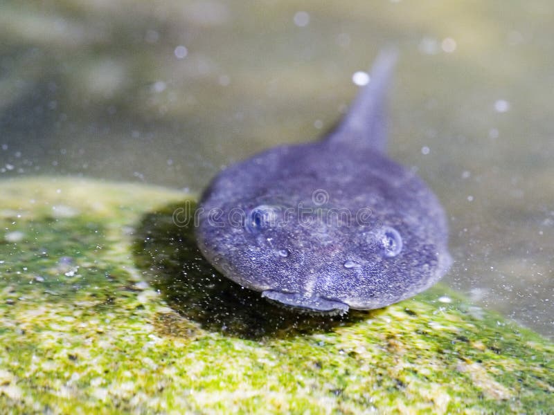 Macro of the Head of a Tadpole Eyes Wide Open Stock Image - Image of ...