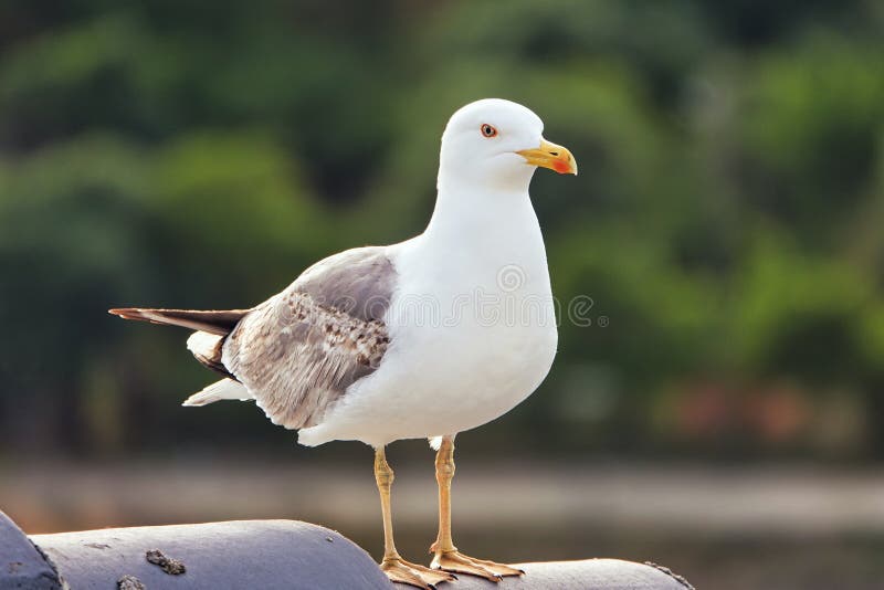 Healthy and Strong Seagull Hovering on the Roof Stock Image - Image of ...