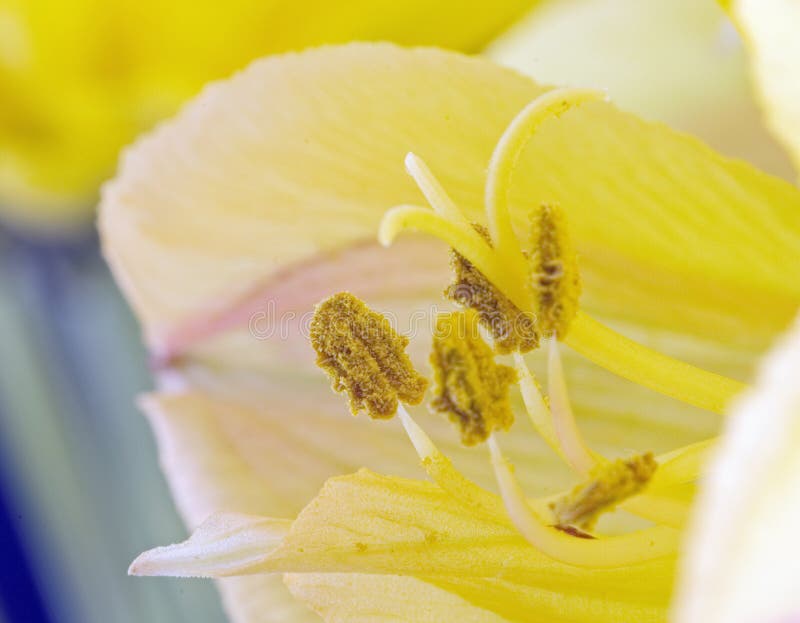 Macro Helmknop Met Stuifmeel Stock Afbeelding - Image of botanisch ...