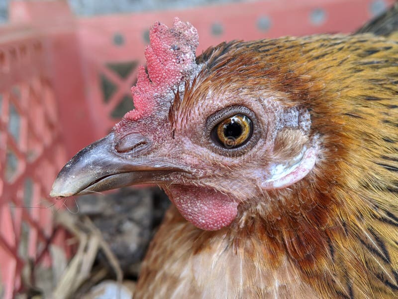 Macro of hen face texture stock photo. Image of quail - 263323790