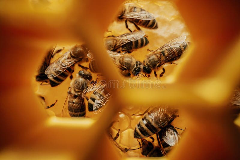 Macro through Hexagonal Honeycombs. Bees Family Working Inside Hive ...