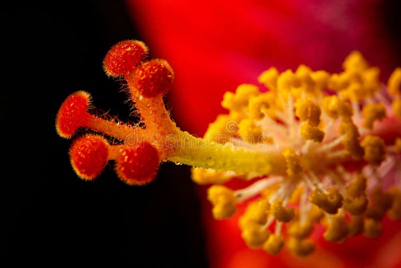 Macro of a Hibiscus Flower with Pollen in a Black Background Stock ...