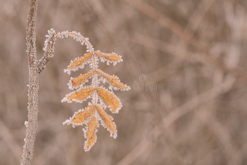 Leaf Hanging Covered in Hoar Frost Stock Image - Image of hoarfrost ...