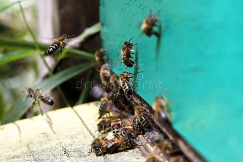 Macro of honeybees stock photo. Image of insects, honeycomb - 248549744