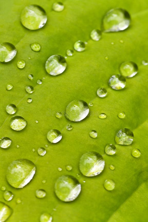 Macro Hosta Leaf with Raindrops Stock Image - Image of funkia, light ...