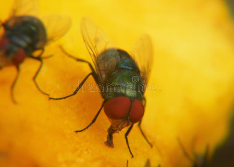 Macro of a house fly stock photo. Image of feather, mango - 128035222
