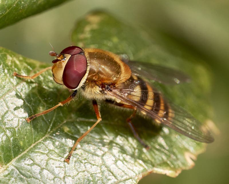 Macro of a Hoverfly on a Green Leaf - Volucella Inanis Stock Photo - Image of green, great ...
