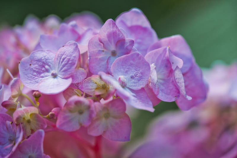 Macro Hydrangea stock photo. Image of life, green, colour - 12964950