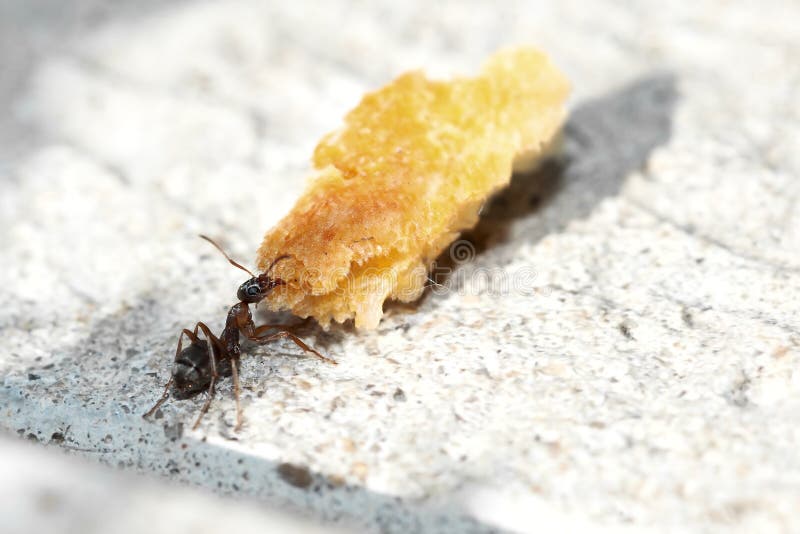The Ant Carries Bread To the Nest Stock Image - Image of color, small ...