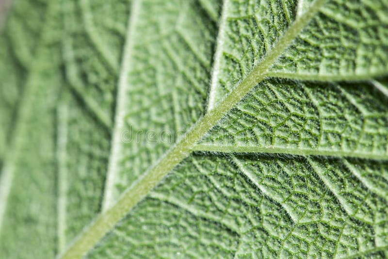 Back side of fuzzy leaf stock image. Image of flower - 150655785
