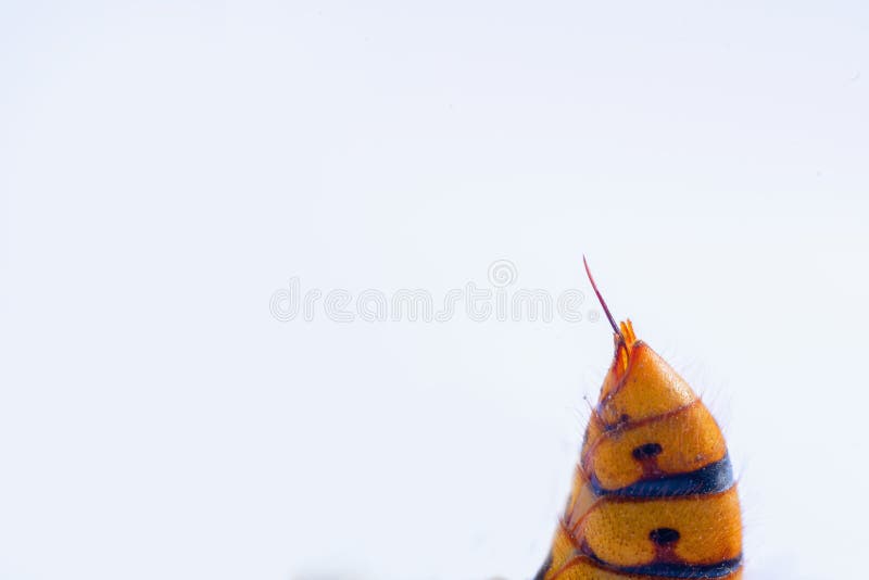 Macro Image of Back of Wasp or Hornet with Sting. Danger, Pain and ...