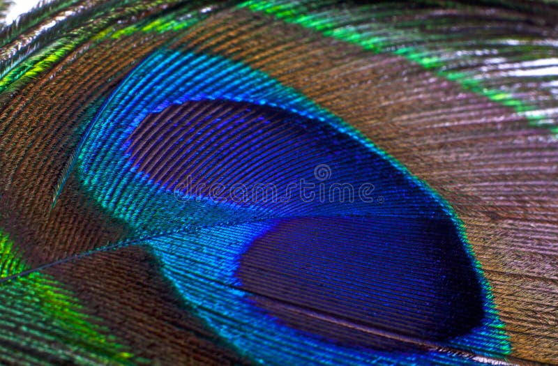 Macro Image of Beautiful Exotic Peacock Feather, As Background Stock ...