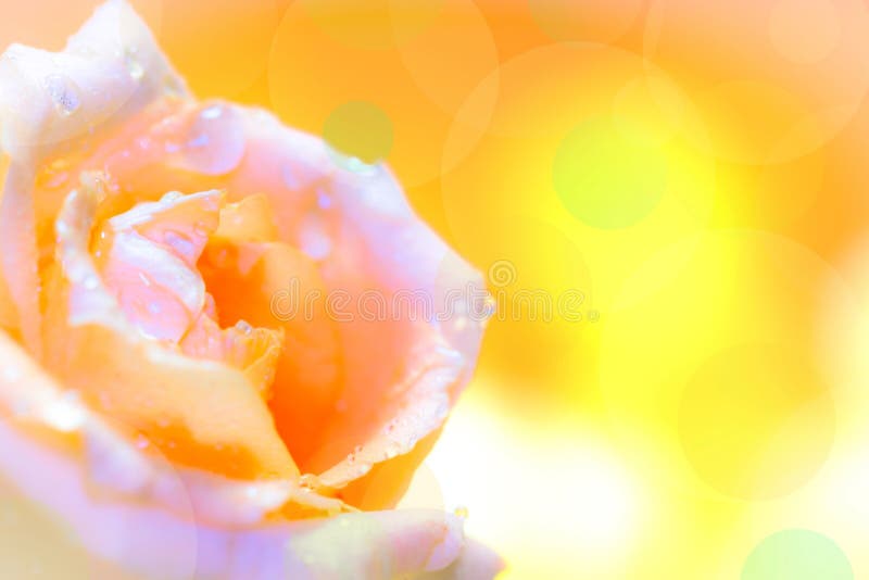 Macro Image of Beautiful Fresh Yellow Rose with Water Drops on O Stock ...
