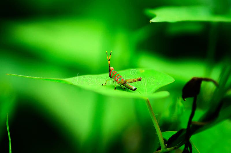 Beautiful Multi Color Insect Stock Image - Image of leaf, life: 135398307