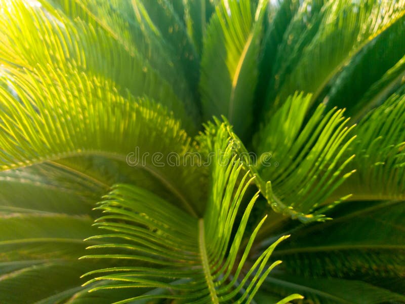 Macro Image of Beautiful Long Palm Tree Leaves in Bright Sun Light ...