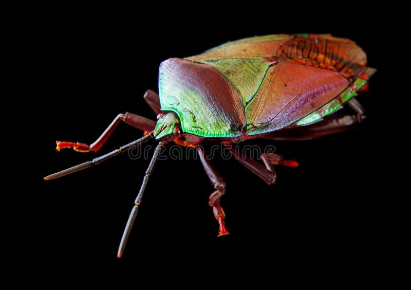 Green Stink Bug Isolated on Black Stock Photo - Image of nature ...