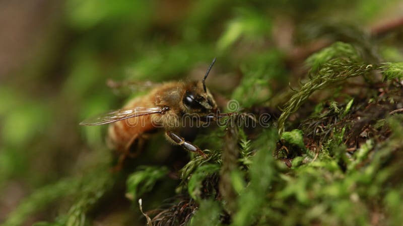 Macro Image of a Bee Crawling on a Layer of Moss Stock Photo - Image of ...