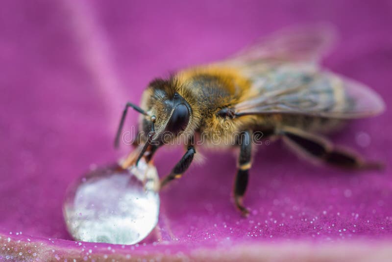 Macro Image of a Bee on a Leaf Drinking a Honey Drop from a Hive Stock ...