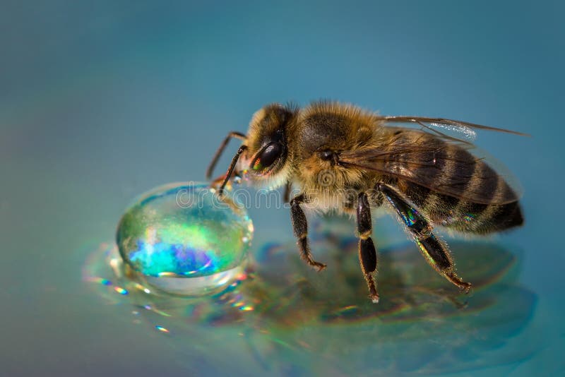 Macro Image of a Bee on a Reflective Surface Drinking a Honey Dr Stock ...